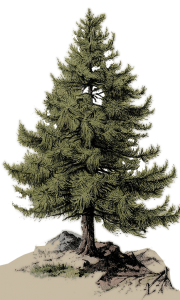 Sustainability - SeaCa Packaging